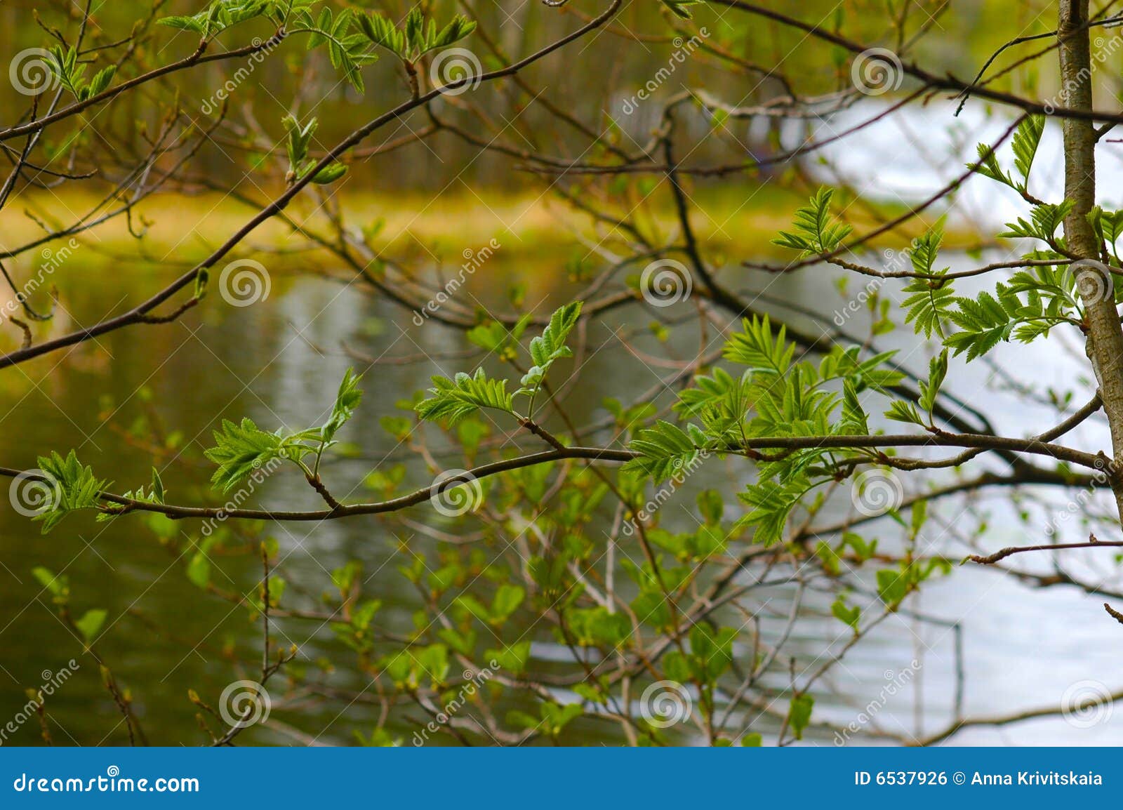 Lake in spring stock photo. Image of liquid, water, yellow - 6537926