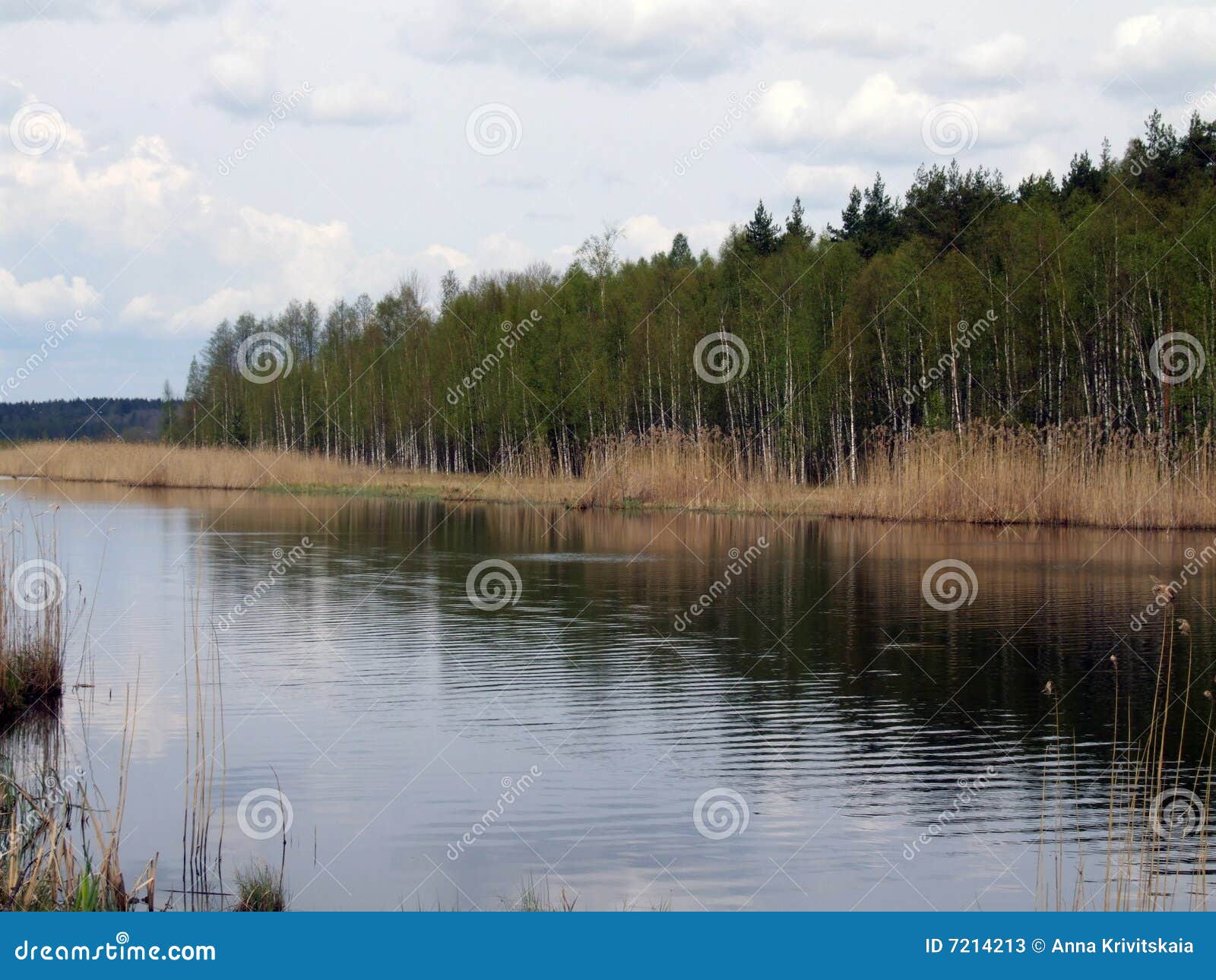 Lake in spring stock image. Image of morning, trees, water - 7214213