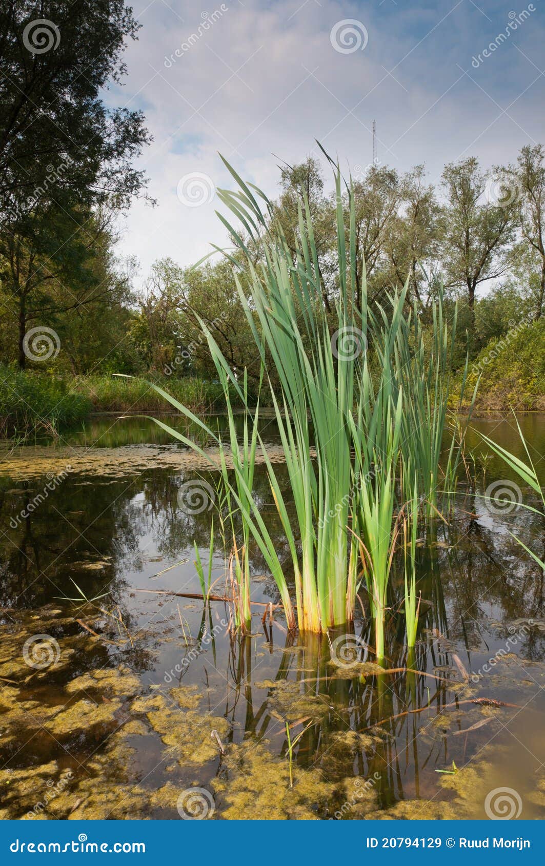 Lake with Still Water and Reed on a Sunny Day Stock Image - Image of ...
