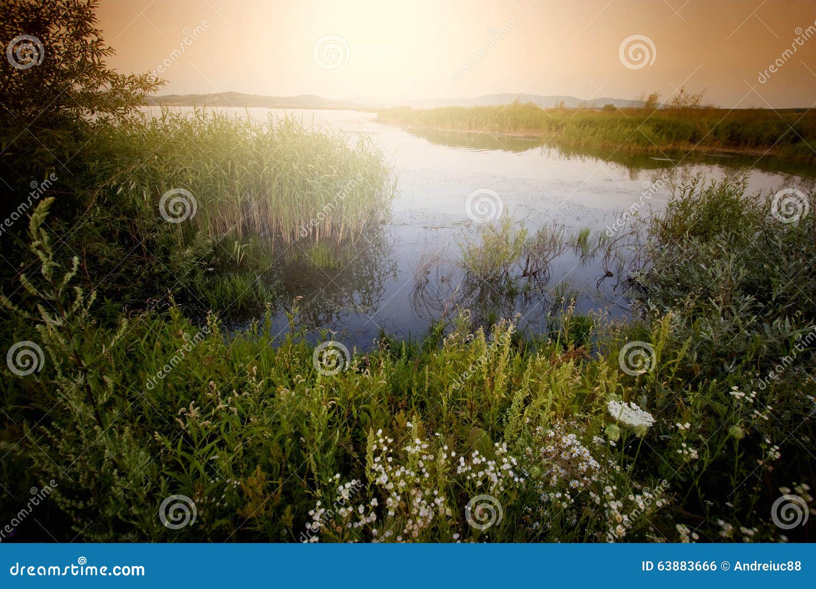 Lake in Summer with Vegetation Stock Photo - Image of flowers ...