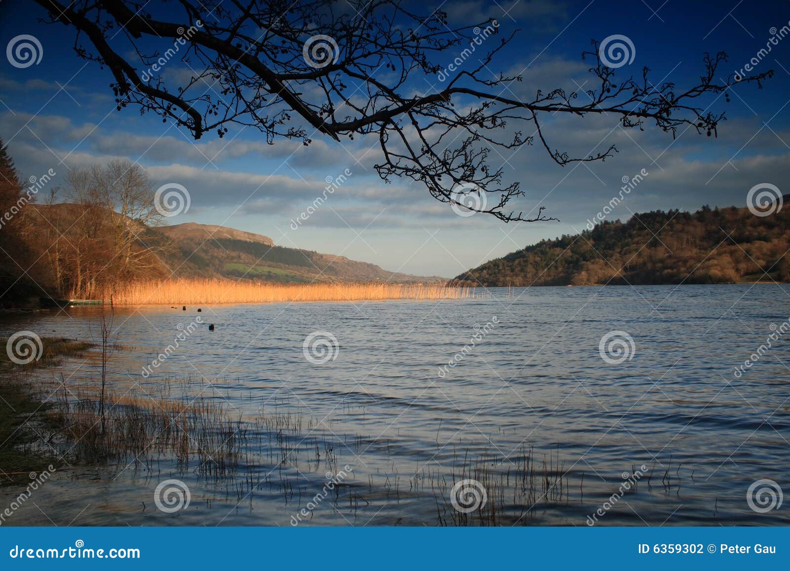 Lake on Sunny Day in Ireland Stock Photo - Image of tree, lough: 6359302