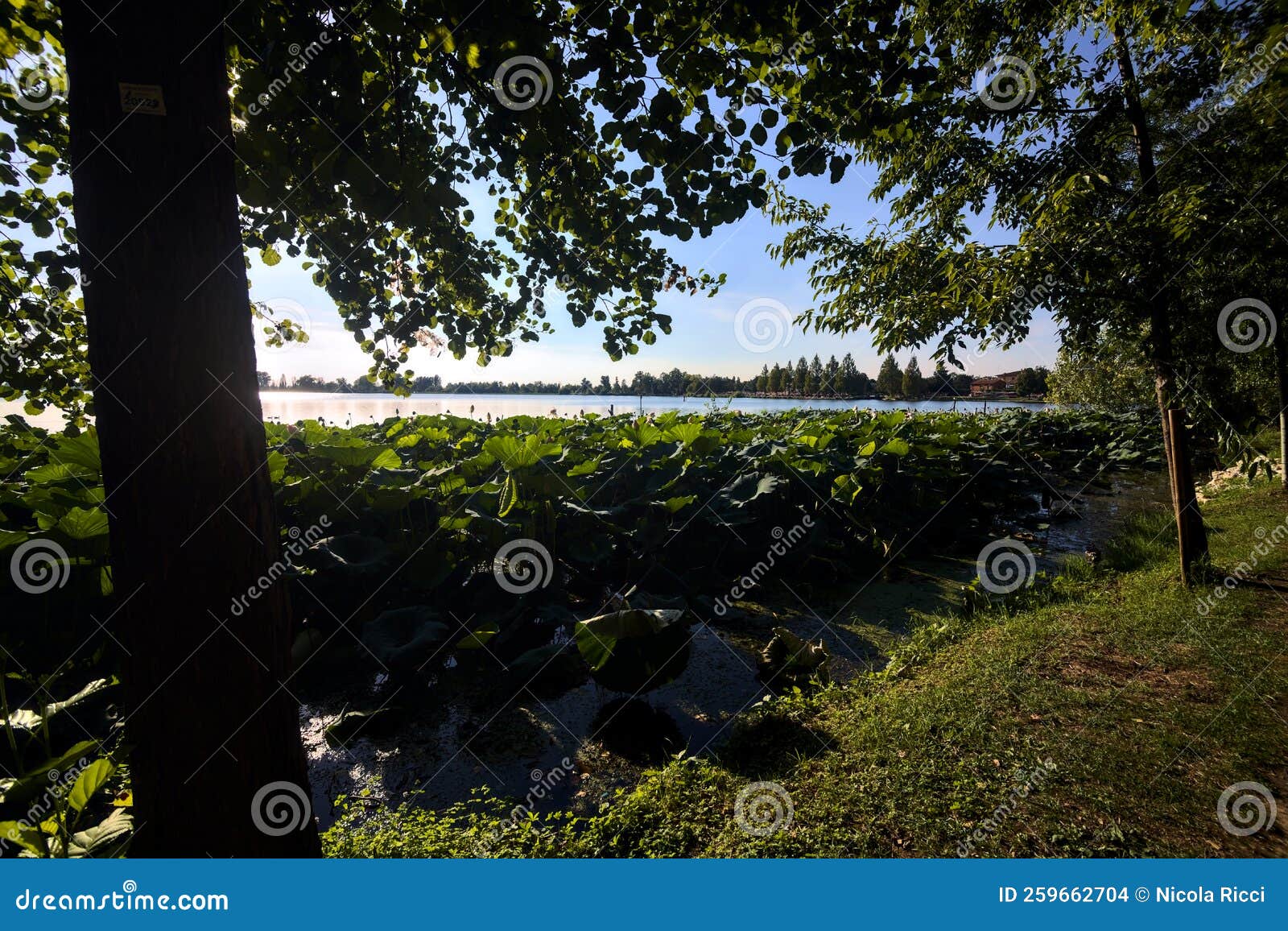Lake at Sunset Framed by Trees and Lotus Plants Stock Photo - Image of ...