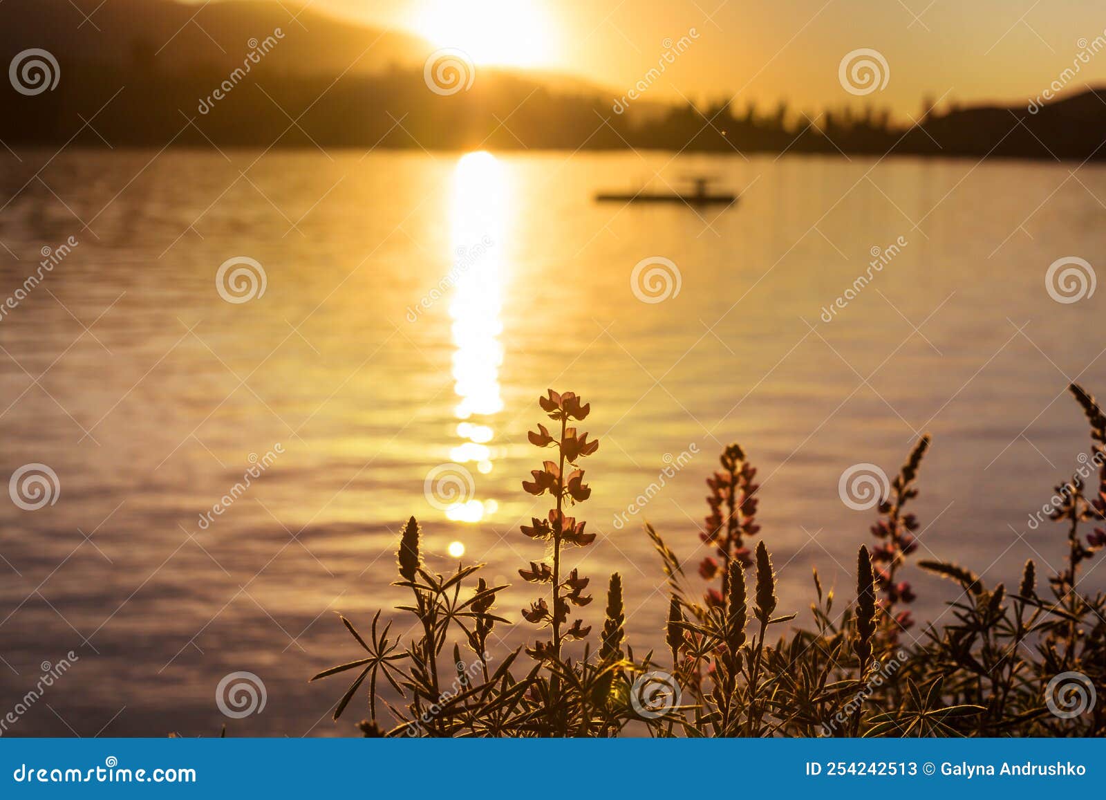 Lake on sunset stock image. Image of relaxing, nature - 254242513