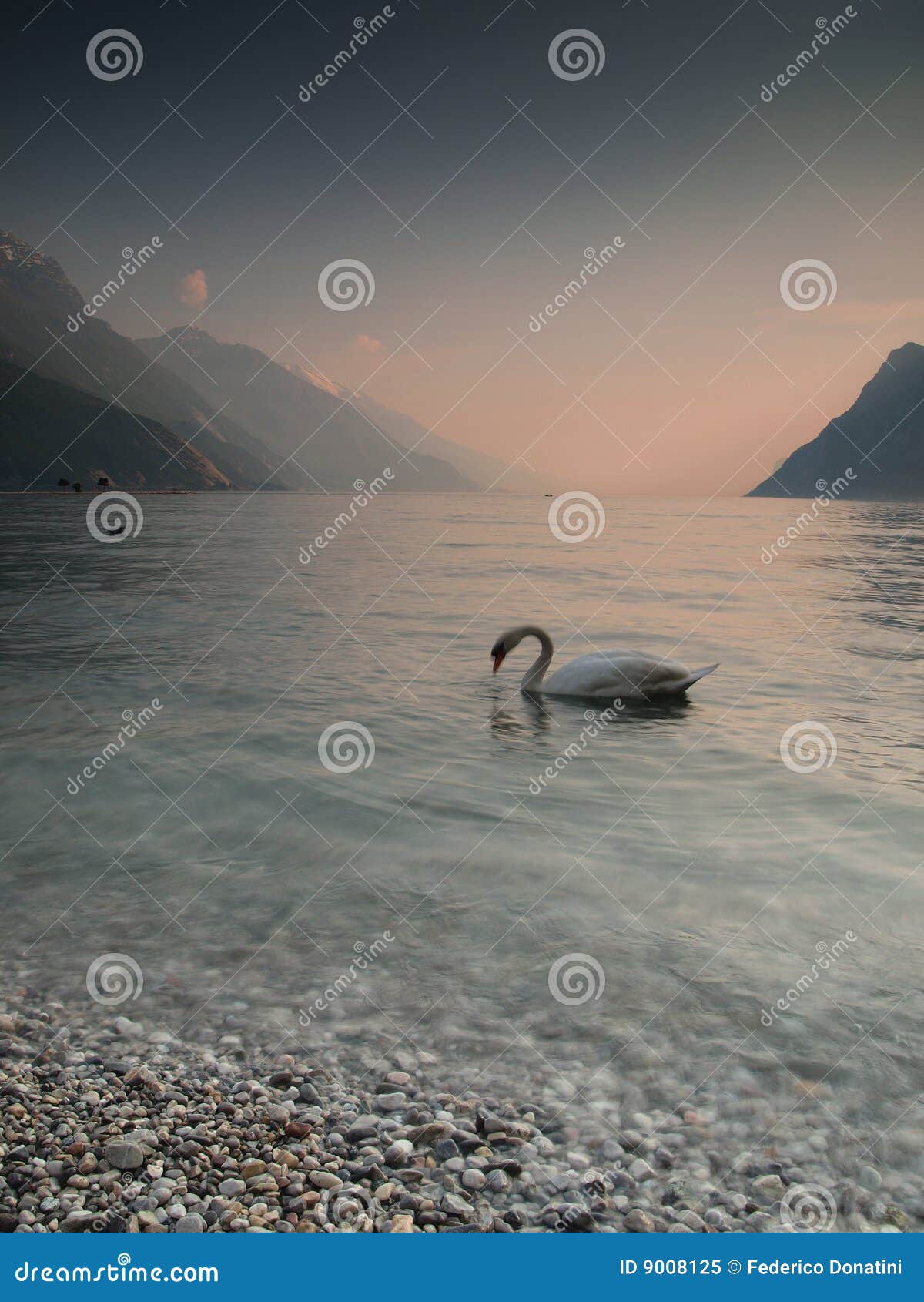Lake Sunset with swan stock image. Image of bird, romantic - 9008125