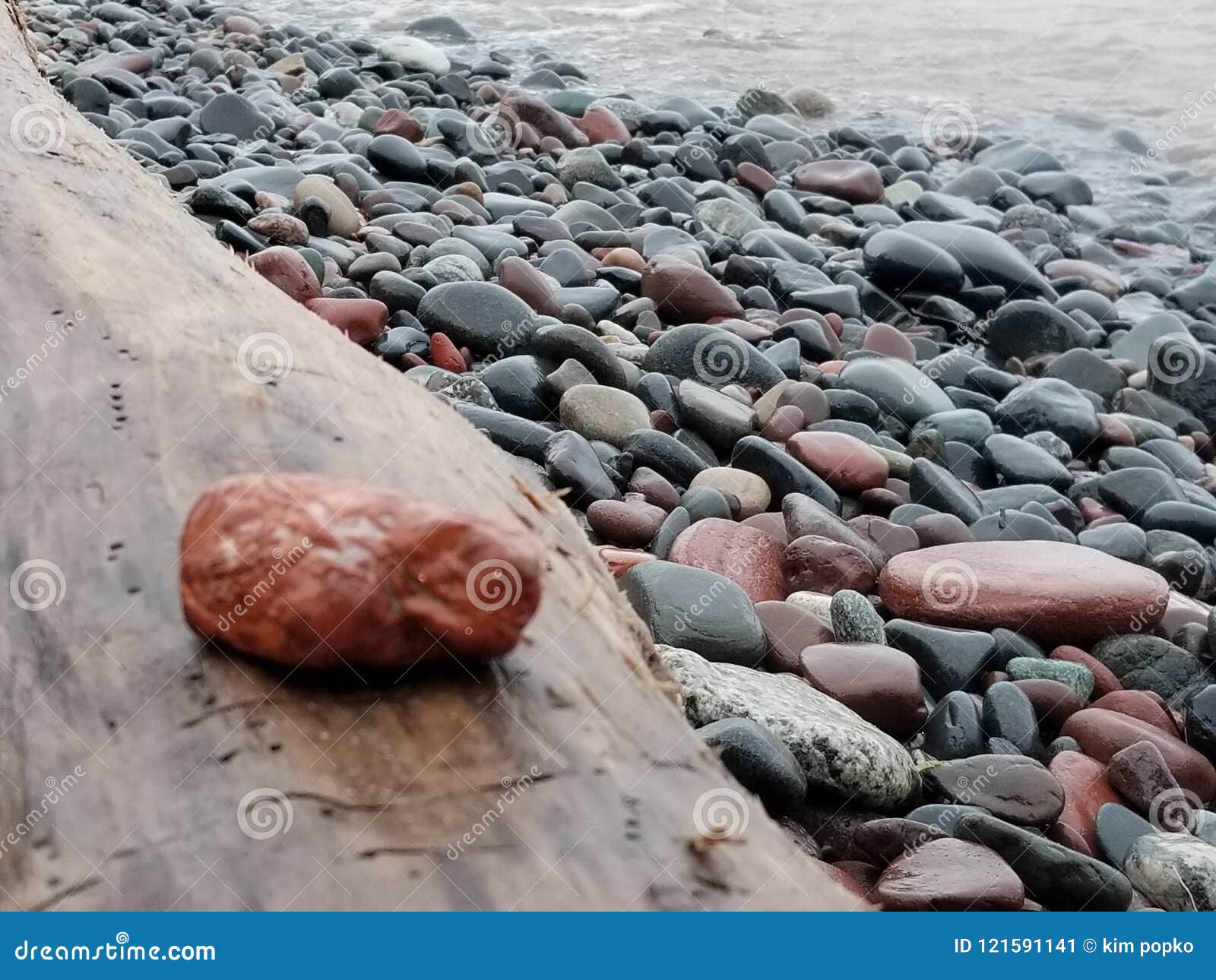 Rock on driftwood stock image. Image of superior, rock - 121591141