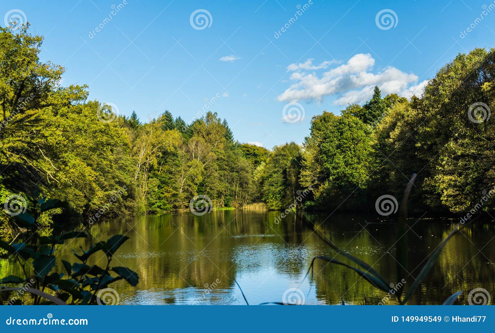 Lake Surrounded by Forest - Landscape Stock Image - Image of summer ...