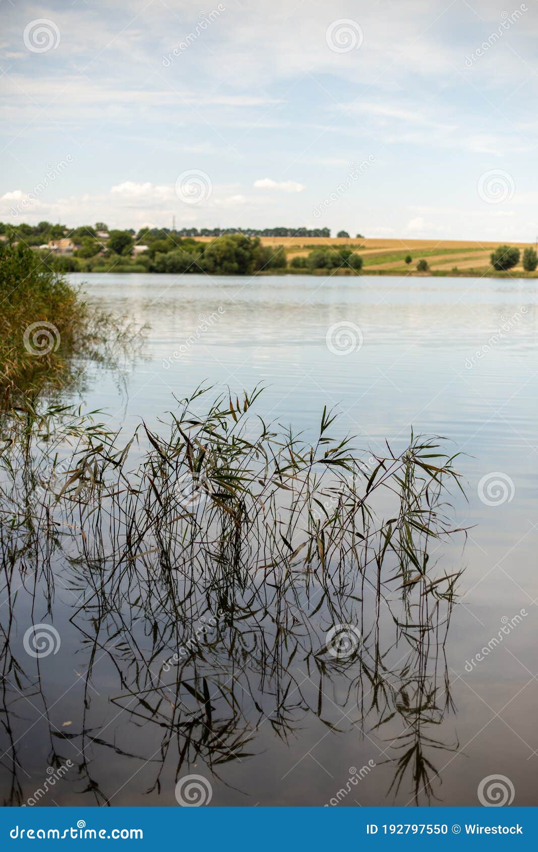 Lake Surrounded by Greens Gleaming Under the Blue Cloudy Sky Stock ...