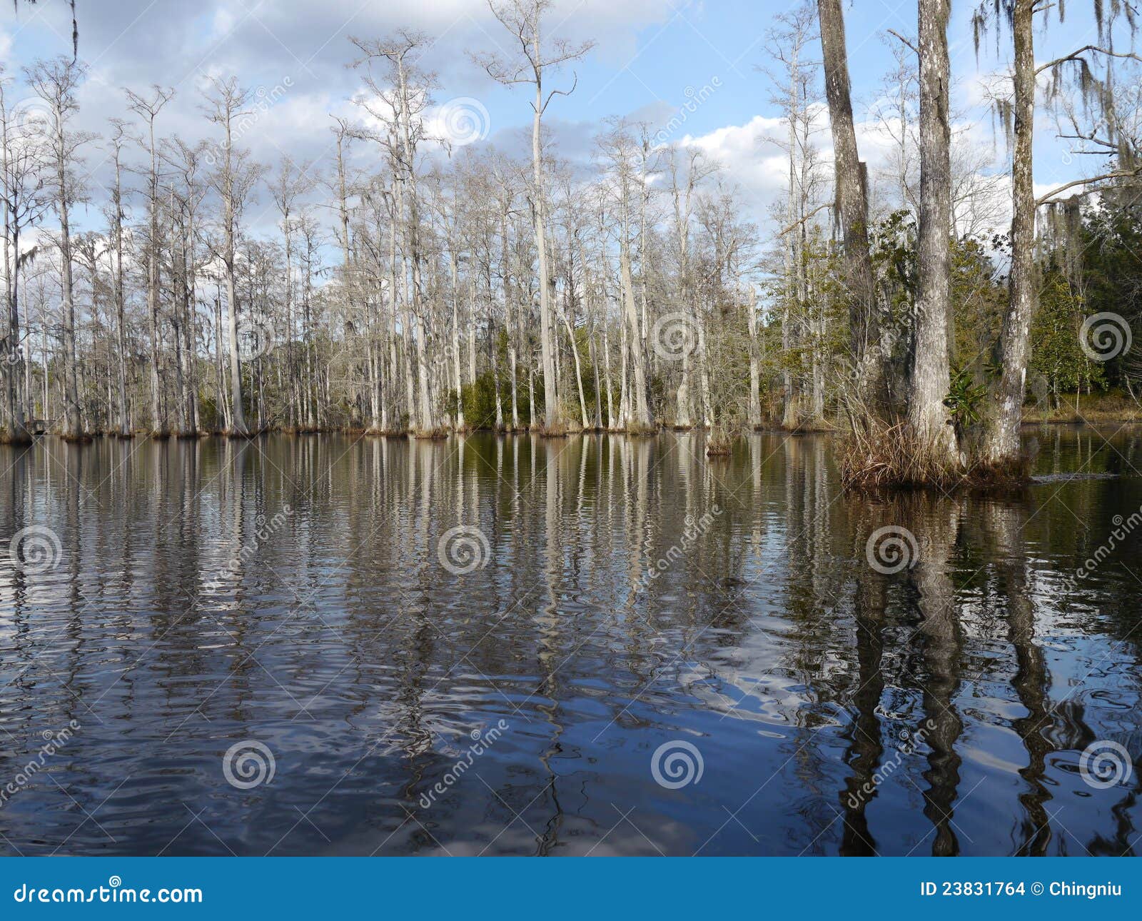 Lake or Swamp stock photo. Image of tourism, beauty, view - 23831764