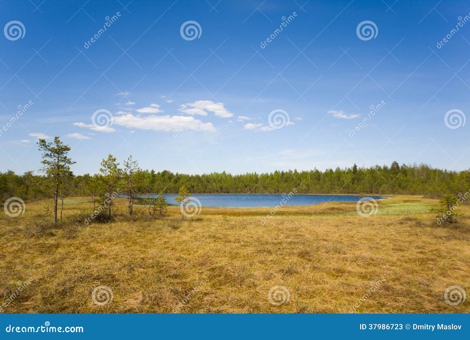 Lake in the swamp stock image. Image of marsh, wilderness - 37986723