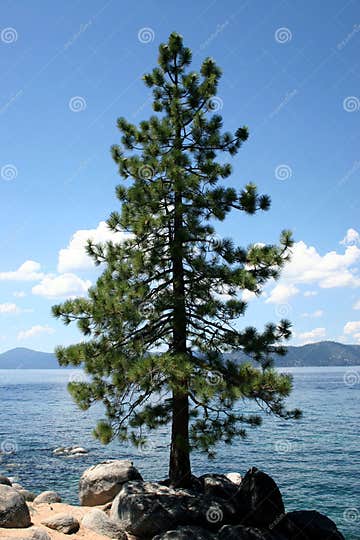Lake Tahoe Tree stock image. Image of nature, tall, blue - 466109