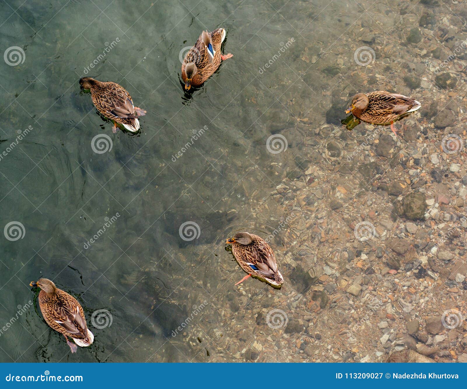 In the Lake There are Ducks from Above. Stock Image - Image of ecology ...