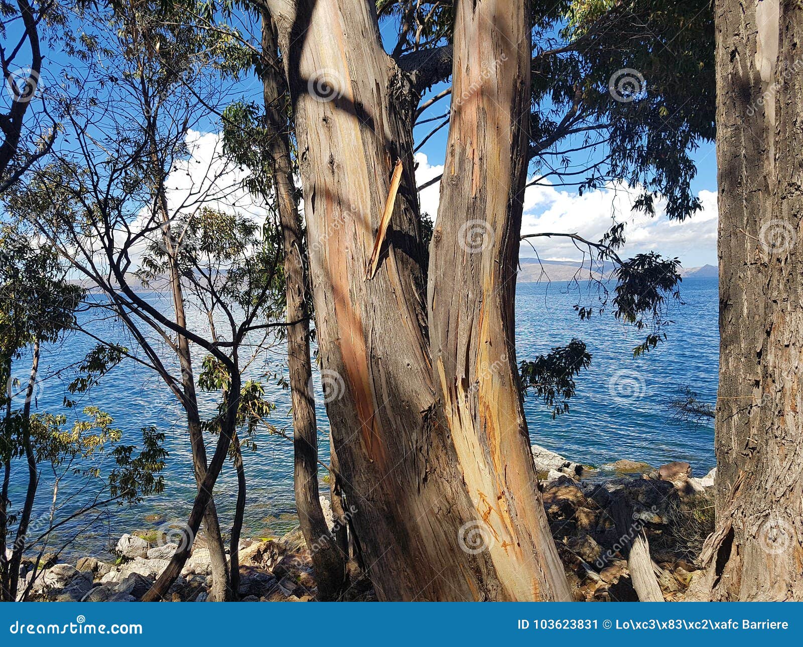 Lake titi caca stock image. Image of titi, tree, lake - 103623831