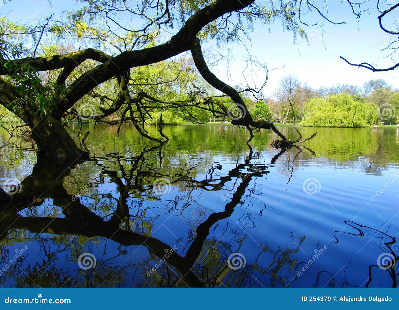 Lake tree stock image. Image of landscape, plant, river - 254379