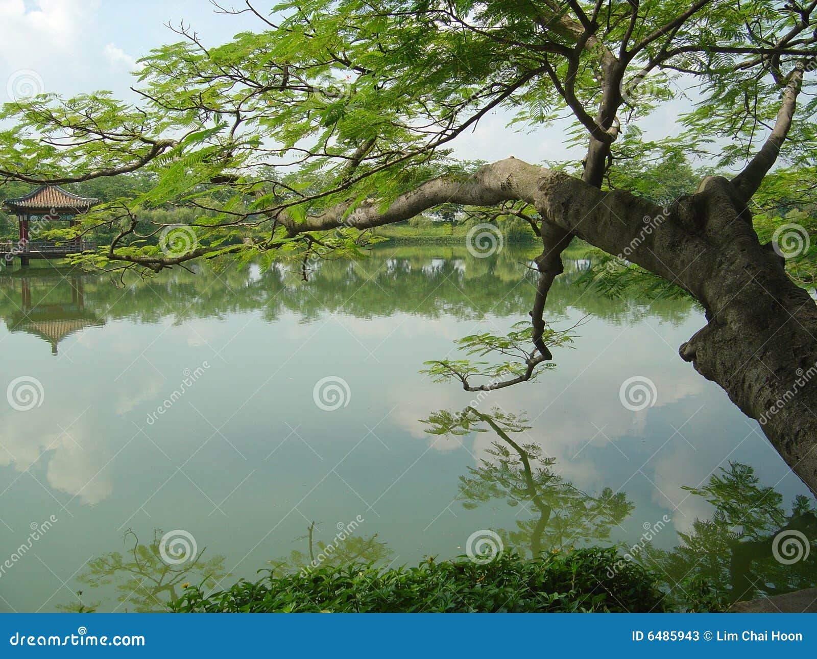 Lake Tree stock image. Image of chinese, china, oriental - 6485943