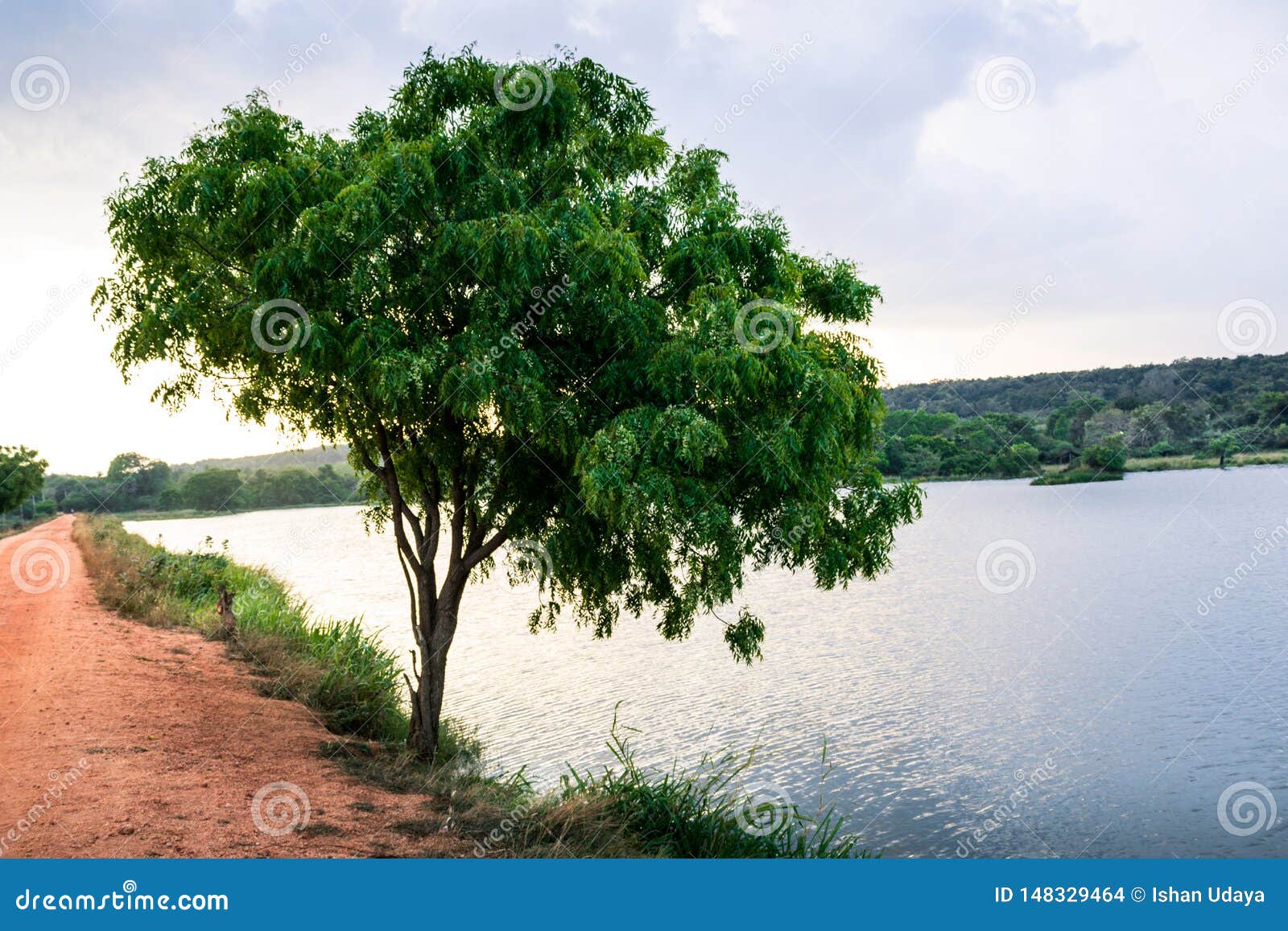 Lake and Tree Beautiful Evening Stock Photo - Image of landmark, clouds ...
