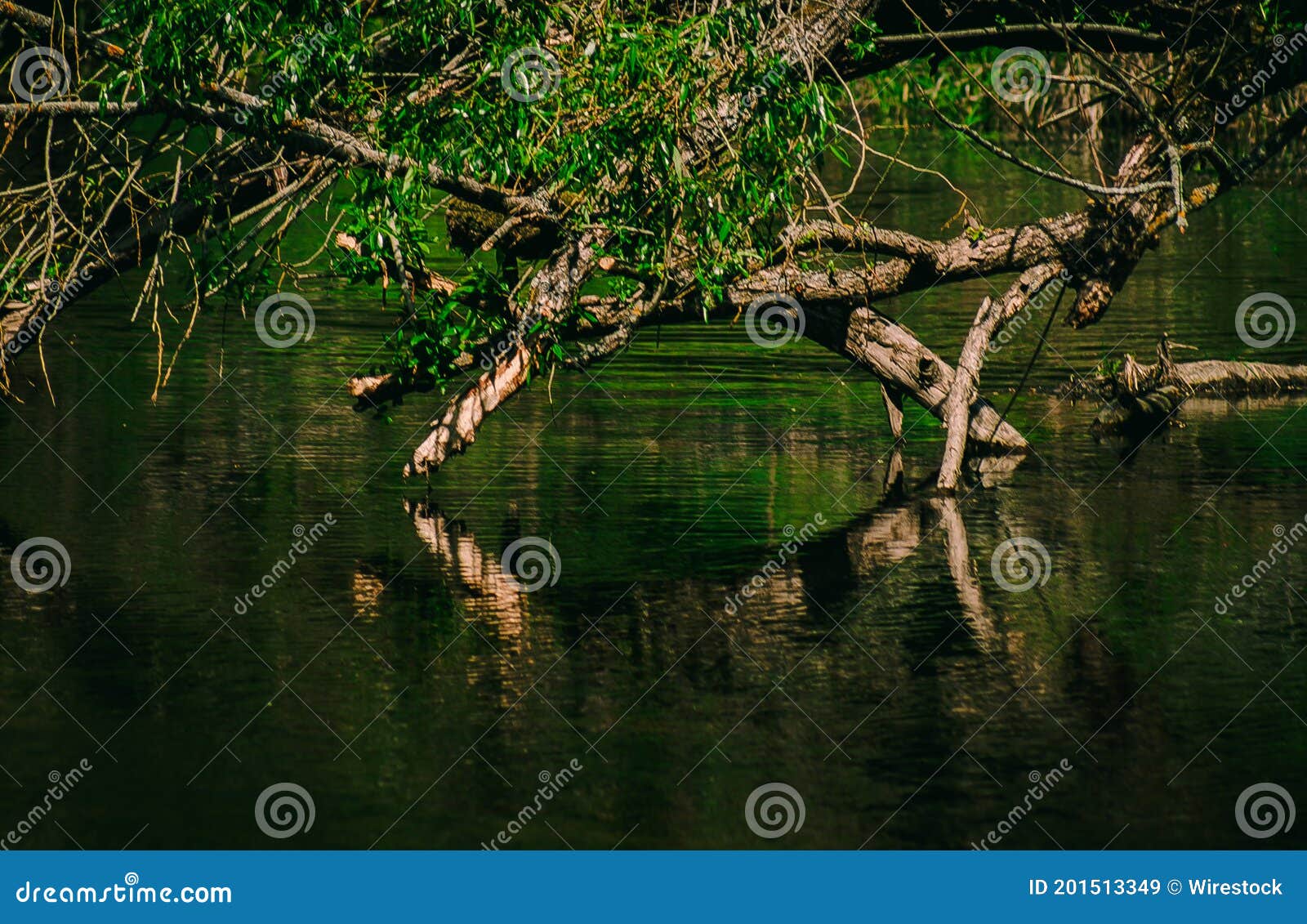 Lake with tree branches stock image. Image of pond, reflection - 201513349