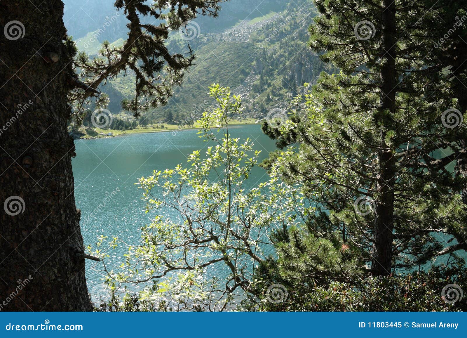 Lake and tree in Pyrenees stock image. Image of pine - 11803445