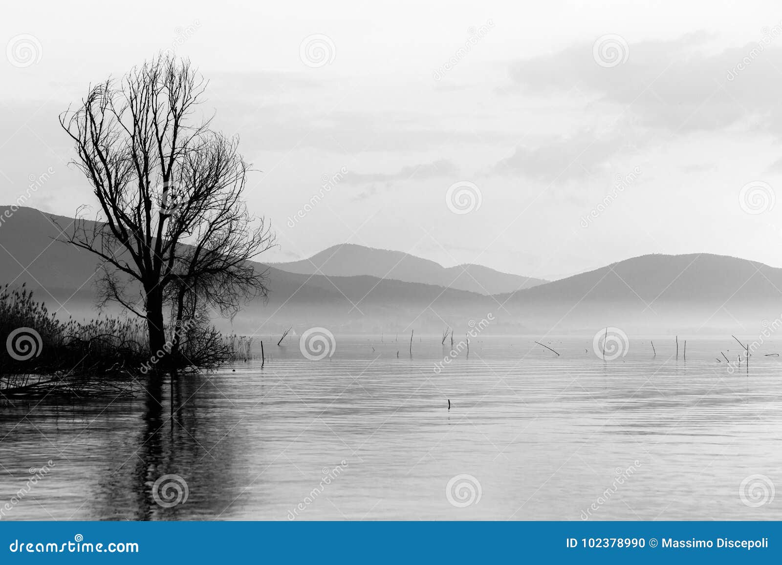 A Lake with a Tree Reflecting on Water Stock Photo - Image of ...