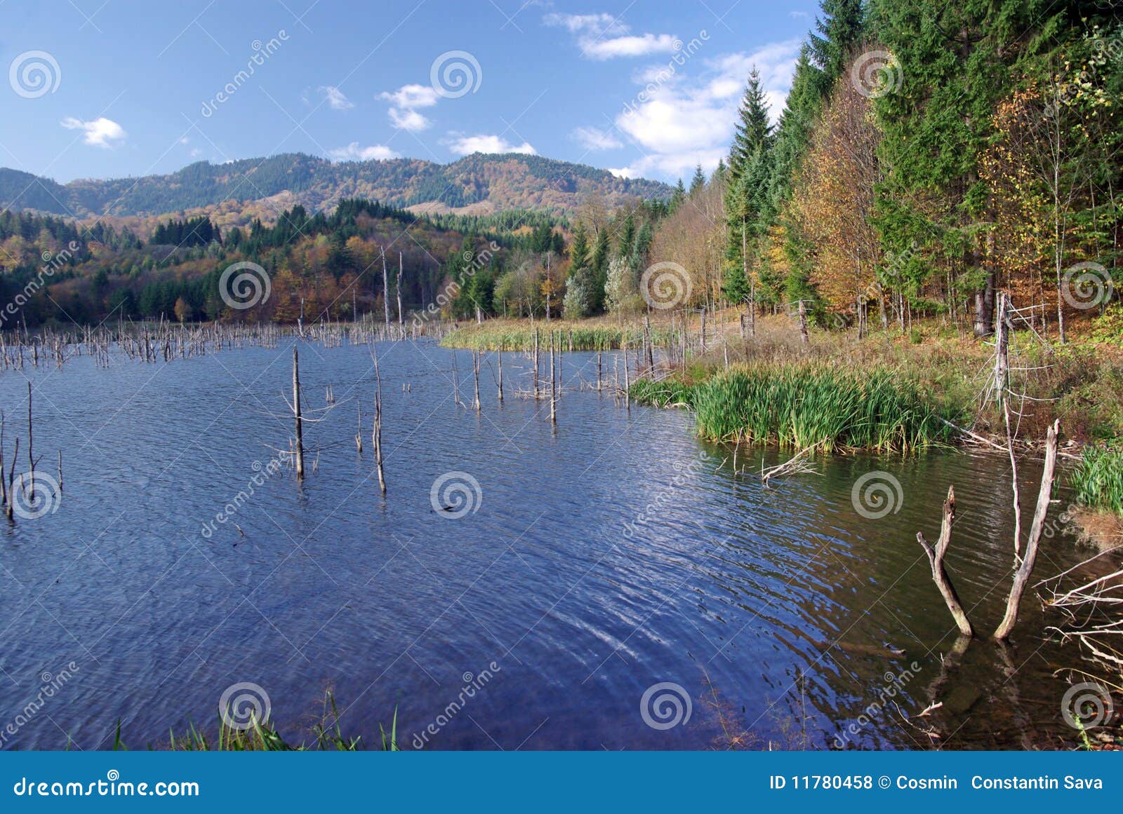 Lake with trees stock photo. Image of colors, grounds - 11780458