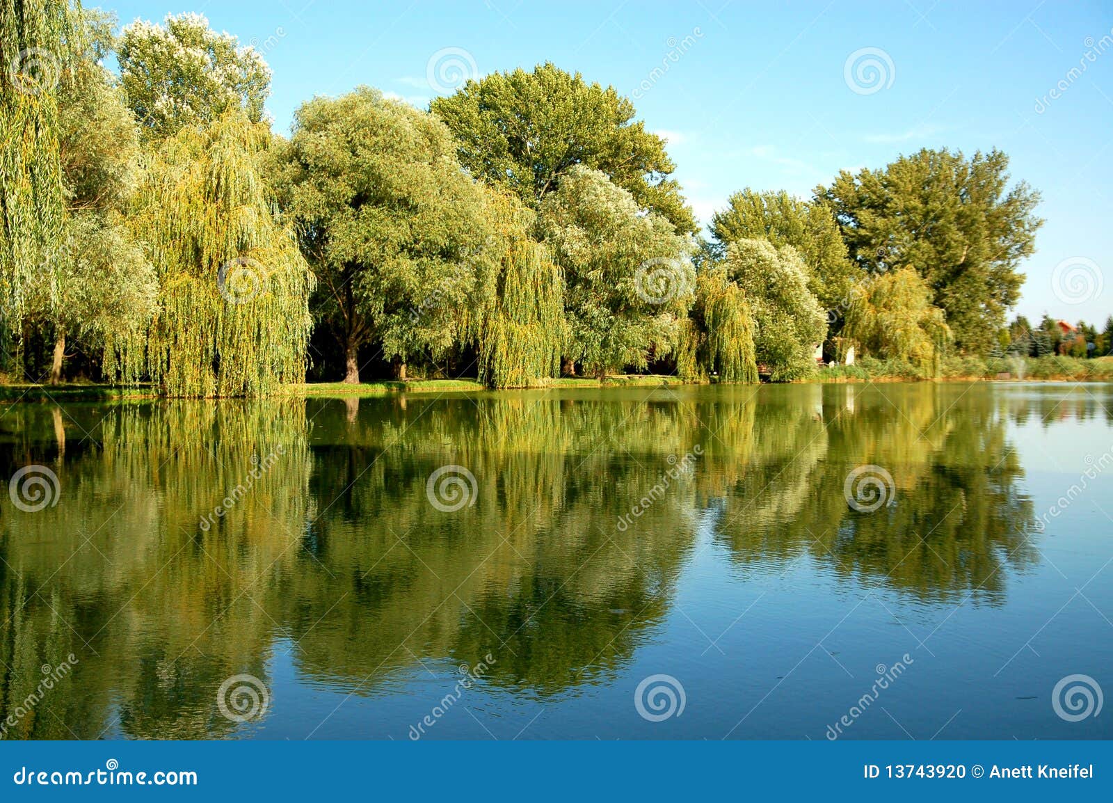 Lake with trees stock photo. Image of calming, beautiful - 13743920
