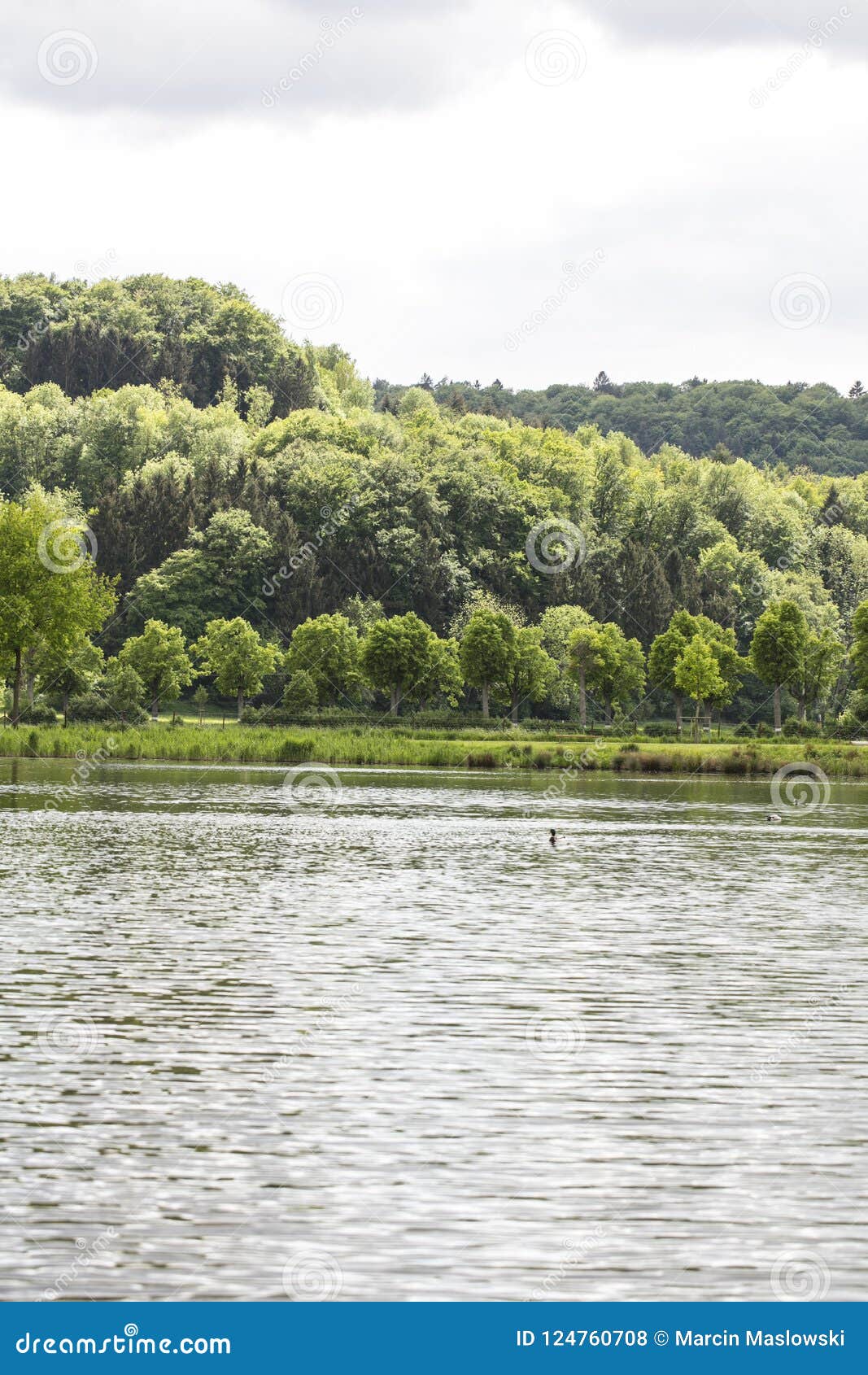 Lake and Trees in the Background Stock Photo - Image of dawn, green ...