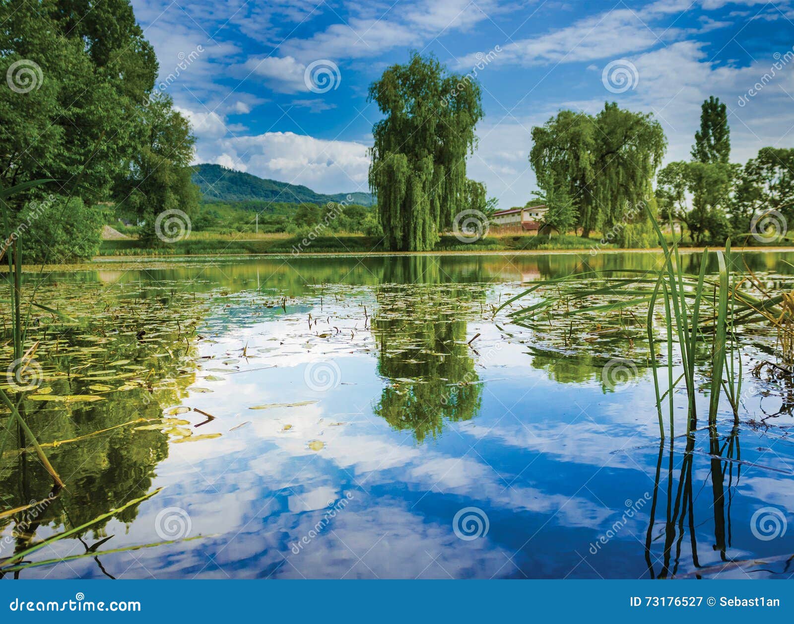 Lake and Trees stock image. Image of calm, plant, branch - 73176527