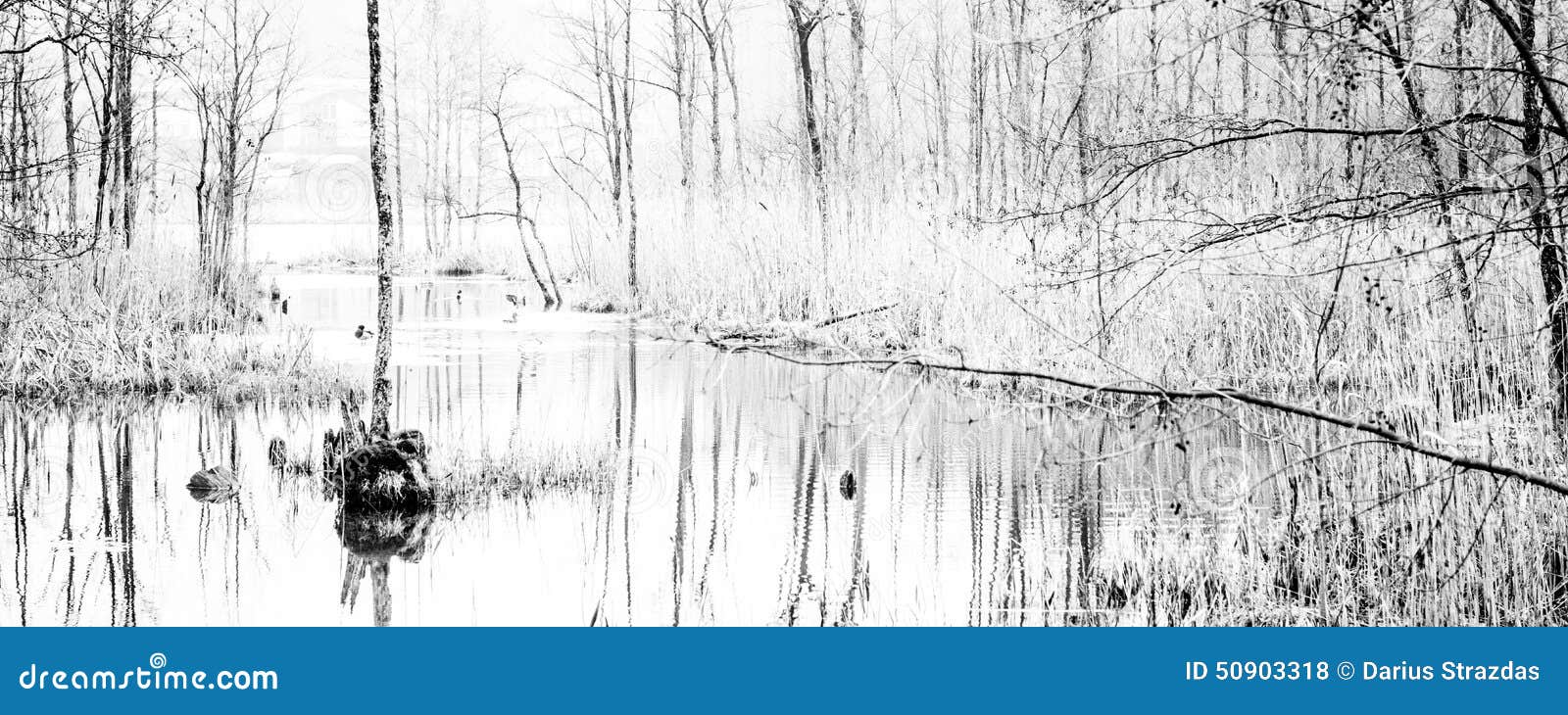Lake with Trees Reflection Panorama Stock Photo - Image of peace ...