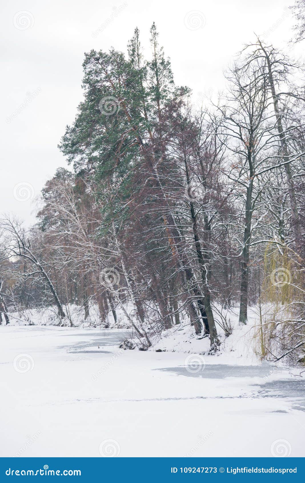 Lake and Trees in Snowy Forest Stock Image - Image of daytime, snow ...