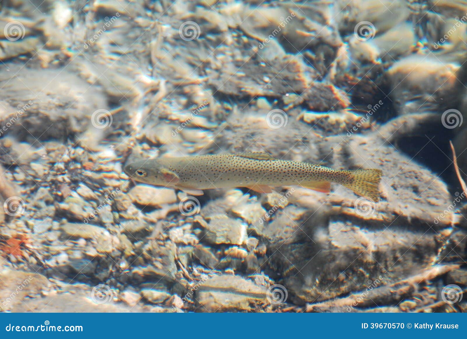 Lake Trout stock photo. Image of swimming, trout, clarity - 39670570