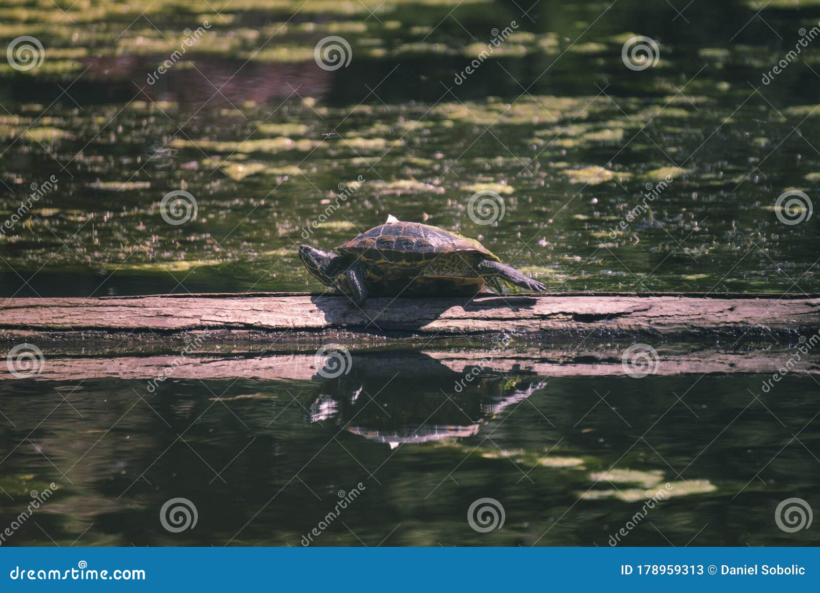 Turtle Chilling On The Riverbank Stock Photo | CartoonDealer.com #127290294