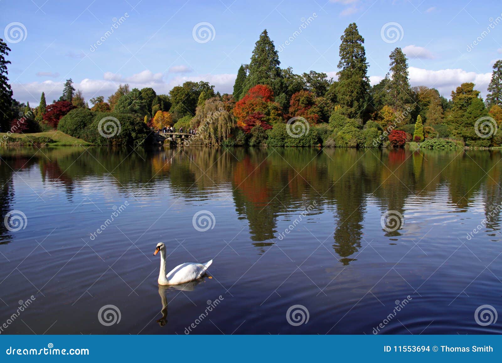 Lake View of Autumnal Trees and Swan Stock Photo - Image of beauty ...