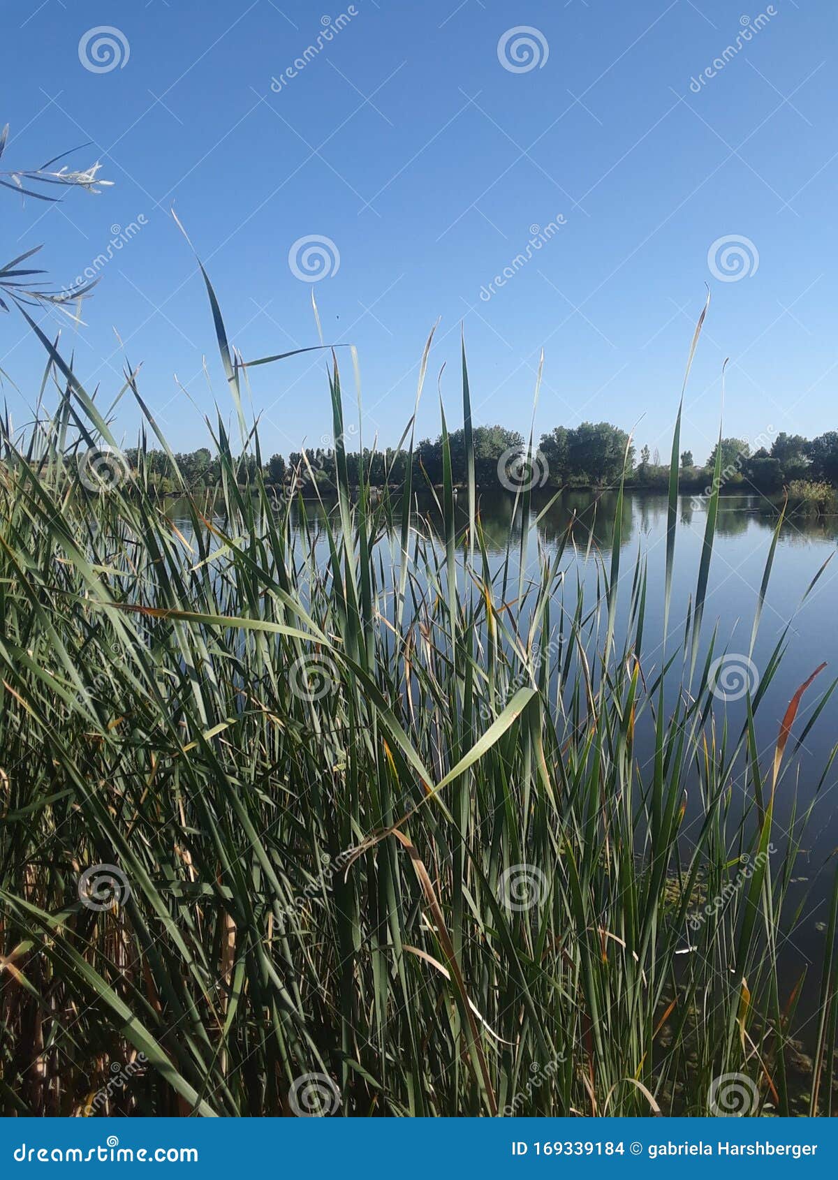 Lake view with cattails stock photo. Image of trees - 169339184