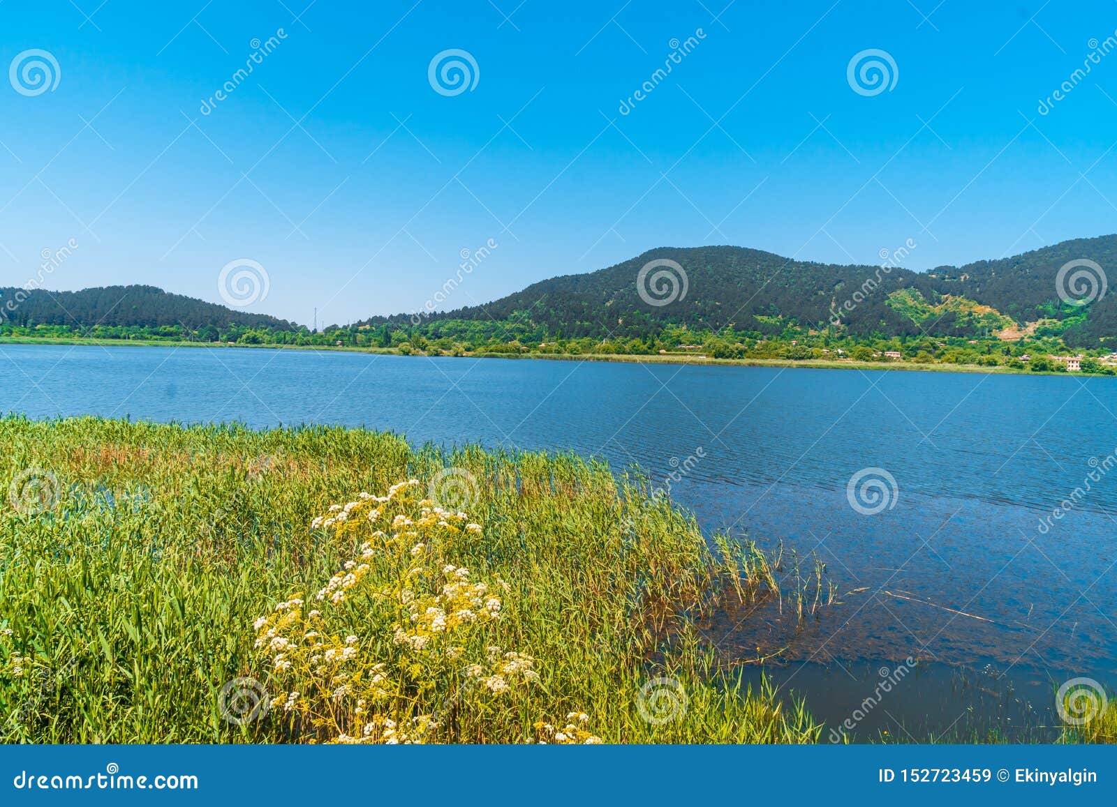 Lake View in Natural Forest Stock Image - Image of park, entertainment ...