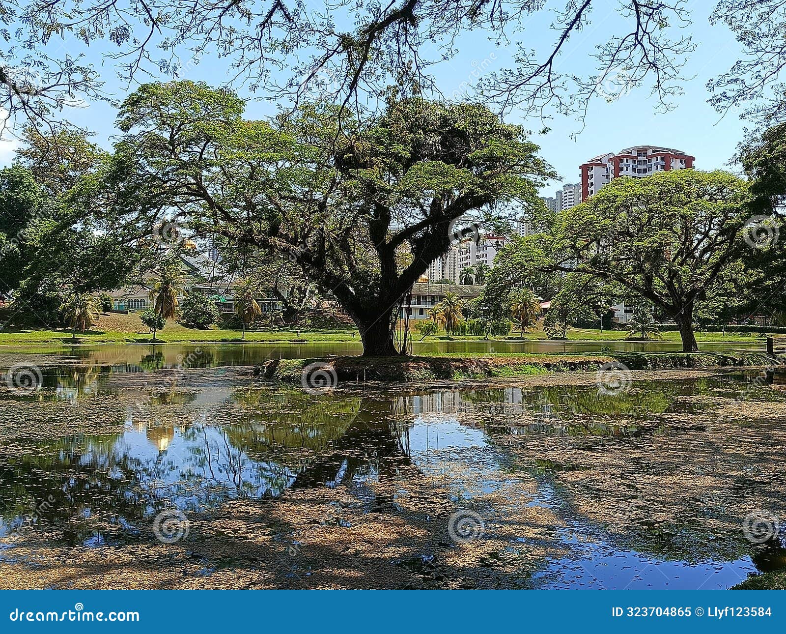 LAKE VIEW PULAU PINANG MALAYSIA Stock Image - Image of lake, pulau ...