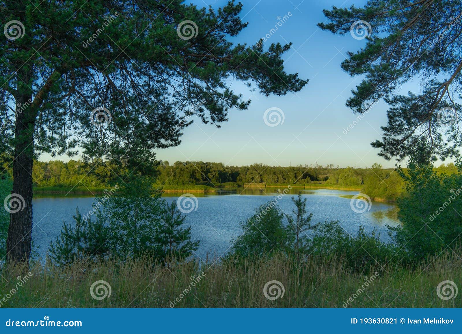 Lake View between Trees. Evening Landscape Stock Image - Image of ...