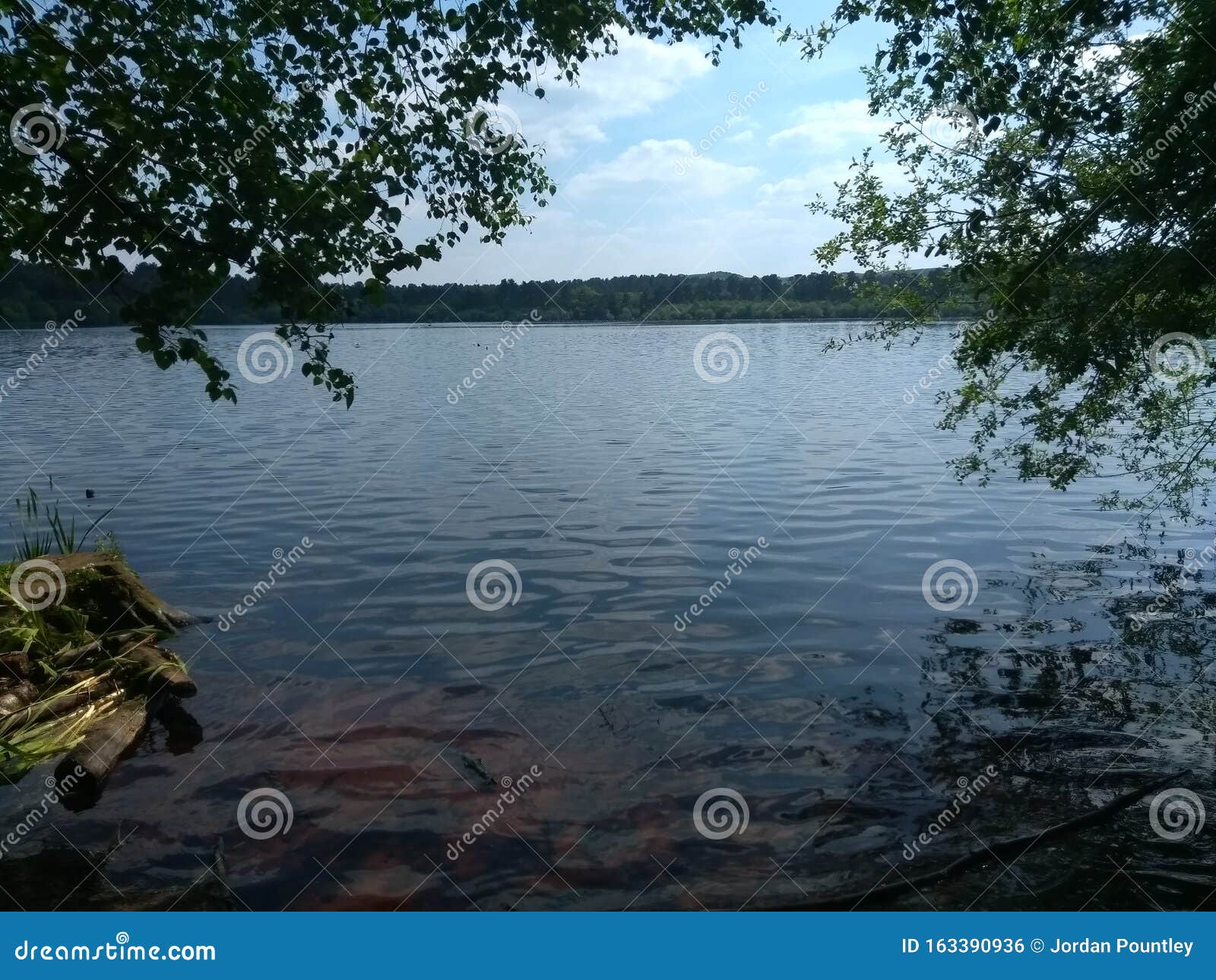 Lake View through trees stock photo. Image of ripples - 163390936
