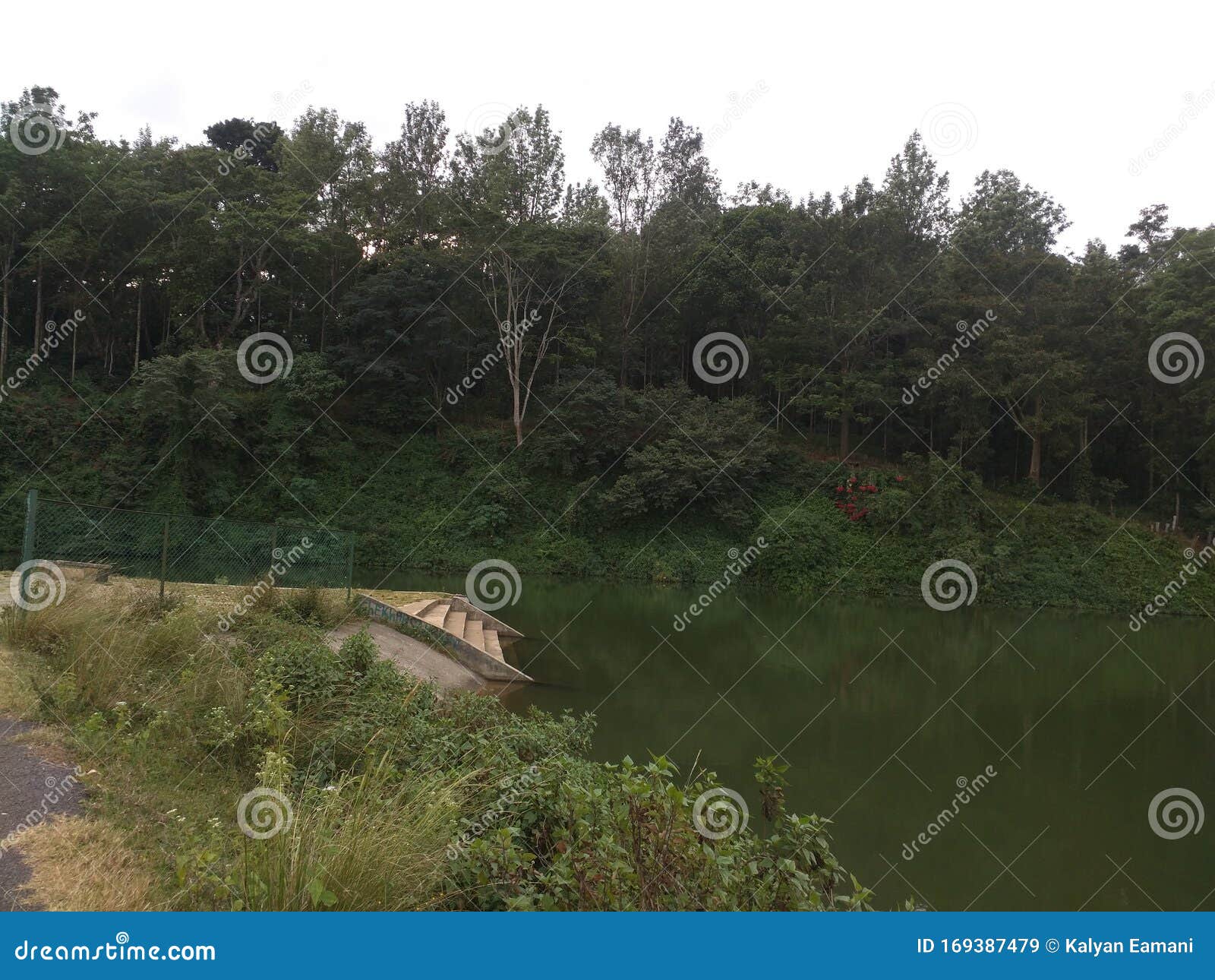 Lake View with Trees and Water Stock Image - Image of followed, lake ...
