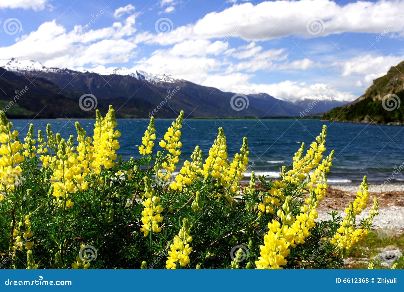 Lake Wanaka Lavender stock photo. Image of snow, cloud - 6612368