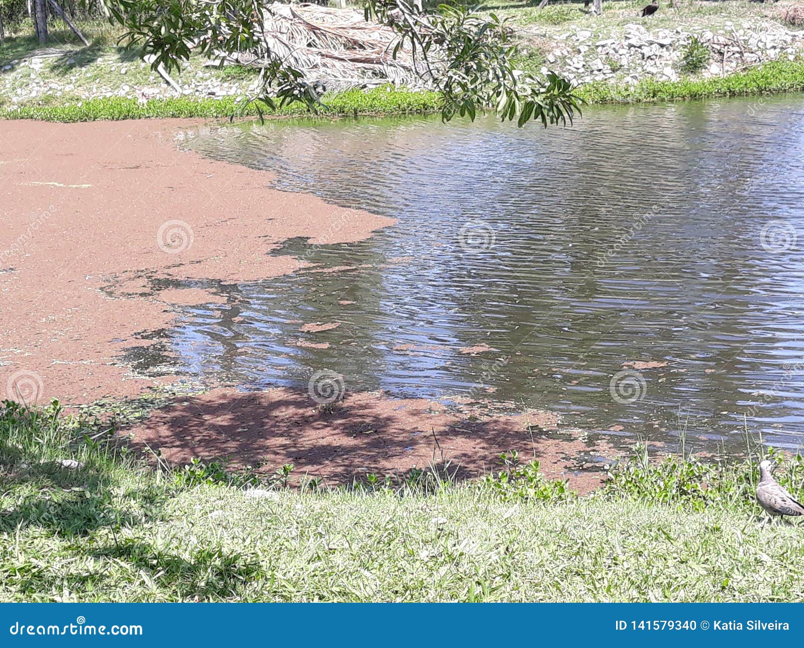 Lake that Was with Blue Water Turned Brown Stock Photo - Image of blue ...