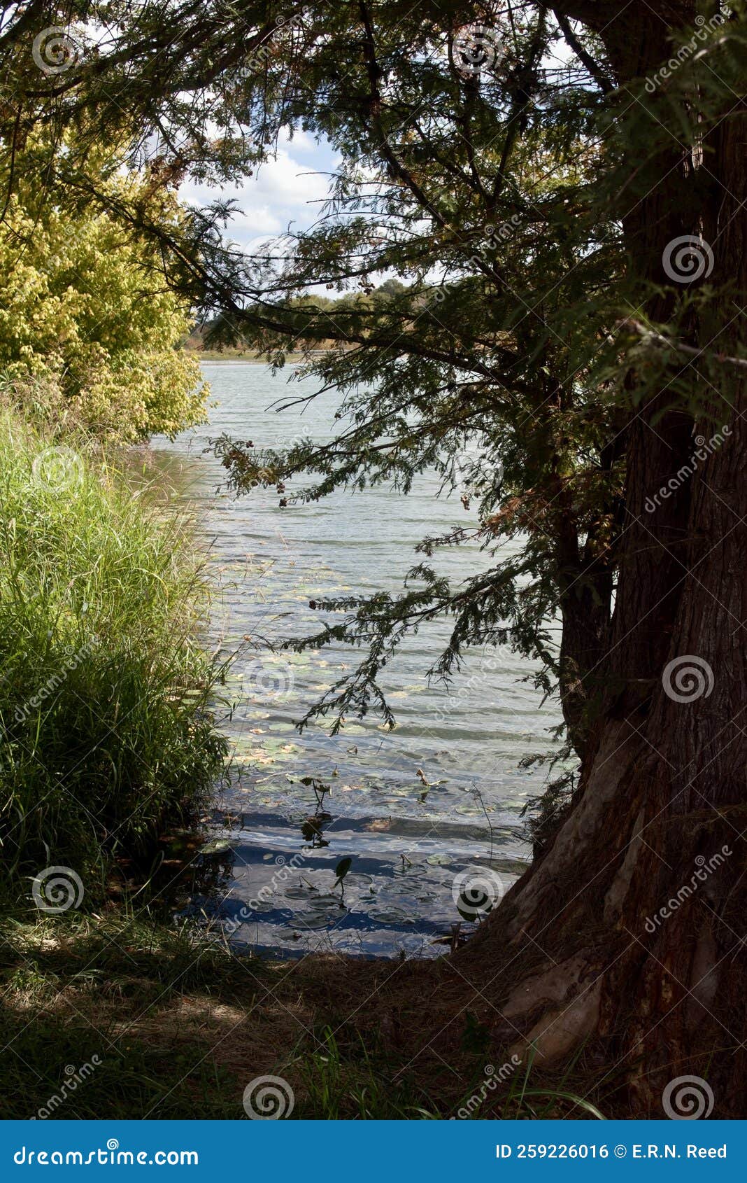Lake Water Framed by Tree and Grass Stock Photo - Image of shore, tree ...