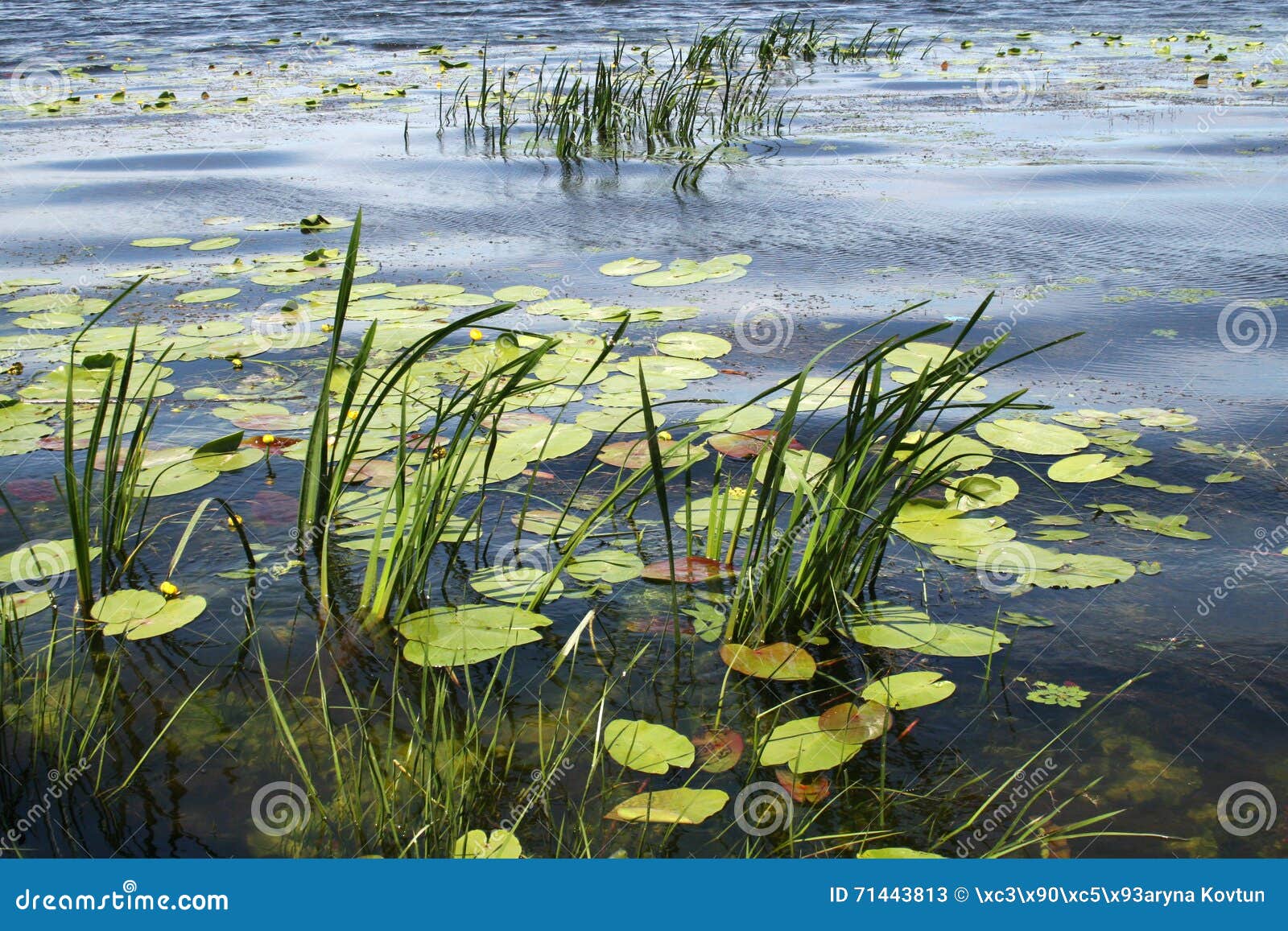 Lake with Water Lilies and Reeds Stock Image - Image of plenty, green ...