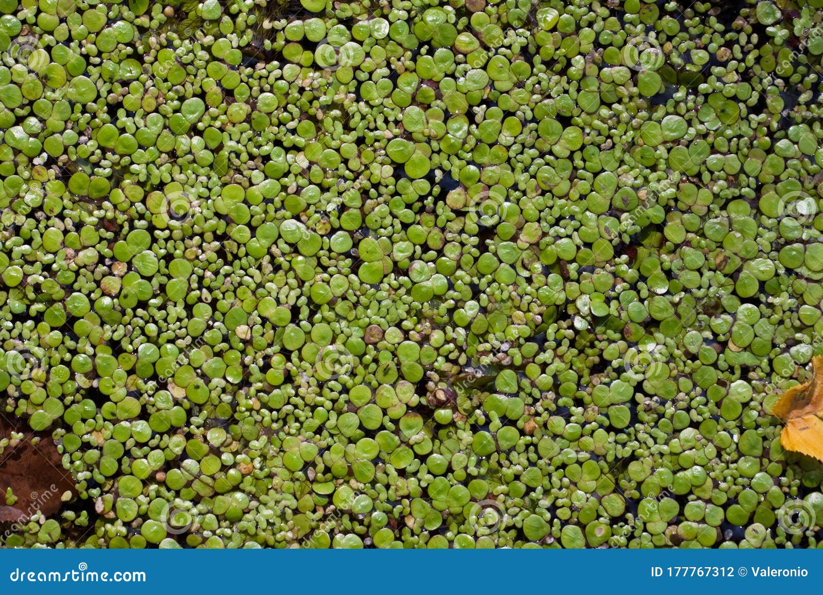 Lake Water Surface Completely Covered with Common and Swollen Duckweed ...