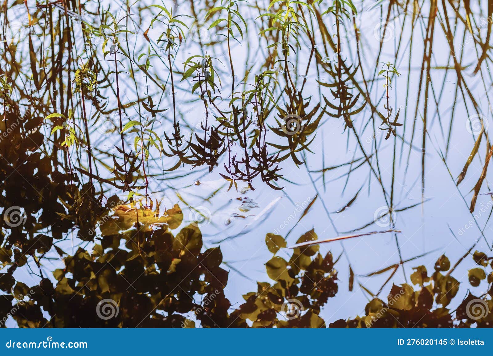 Lake Water Surface Reflecting Trees and Plants Stock Image - Image of ...