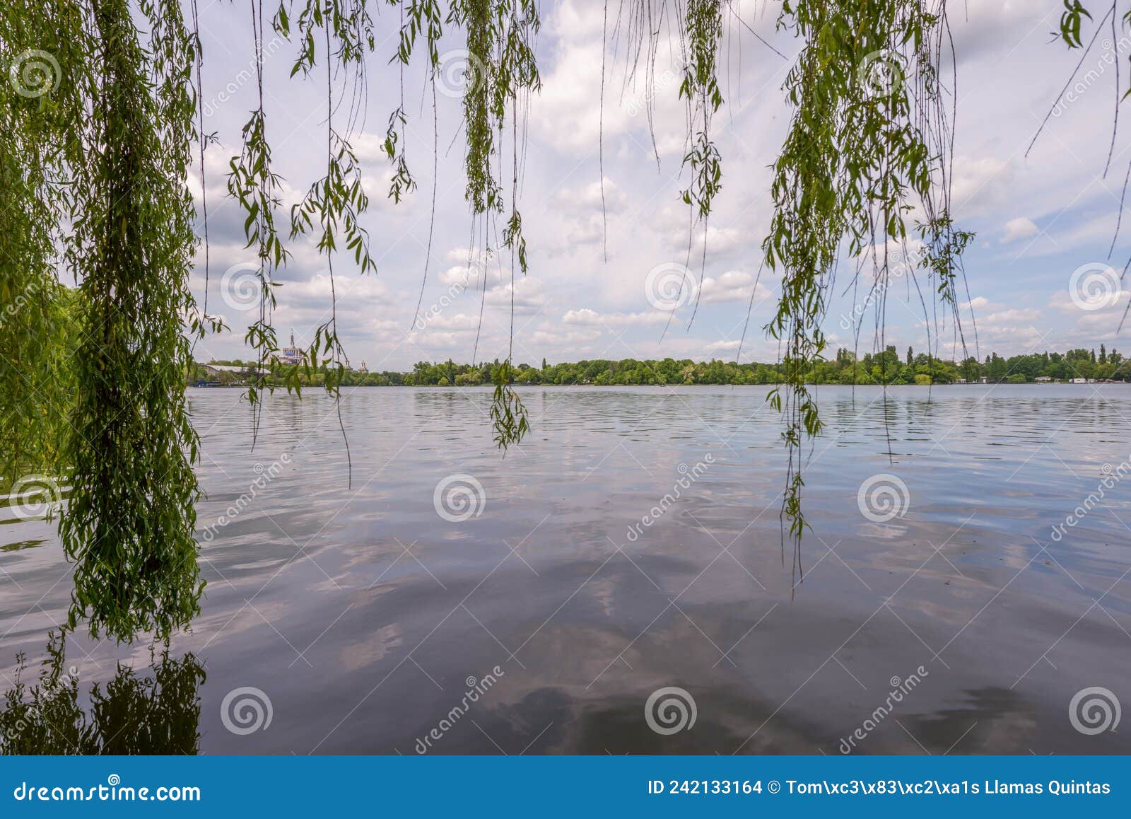 Lake with Weeping Willow Branches Hanging Over the Surface of the Water ...