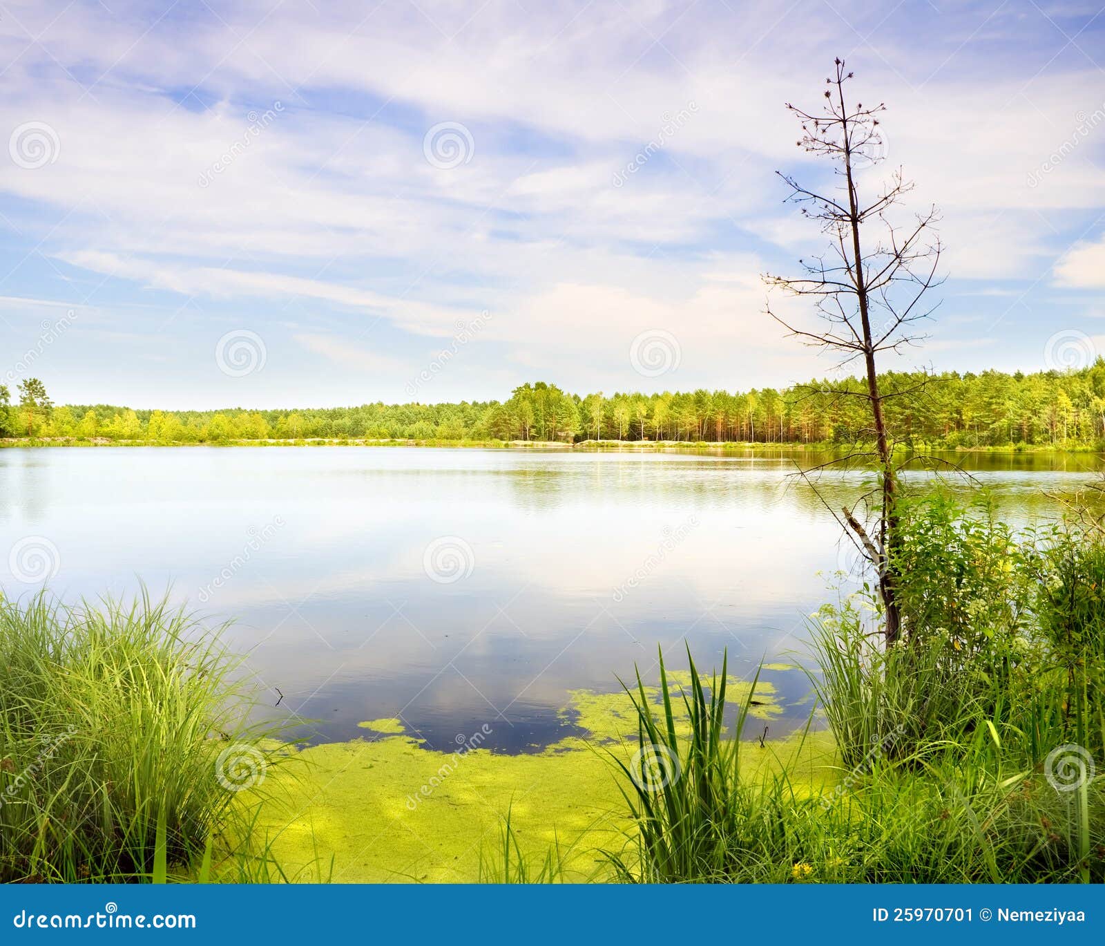 Wild Wood Surface Texture Aged Realistic Closeup Royalty-Free Stock ...