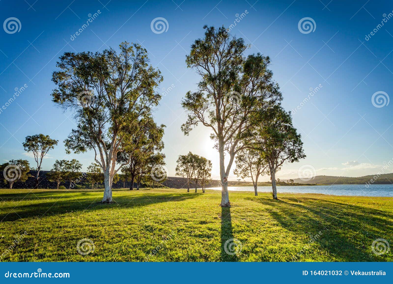 Trees at Lake Wivenhoe Near Brisbane Queensland Australia Stock Photo ...