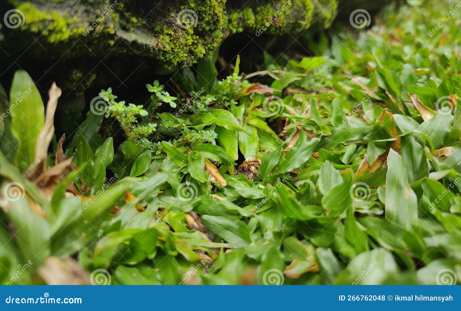 Lakes grass green cave stock photo. Image of green, cave - 266762048