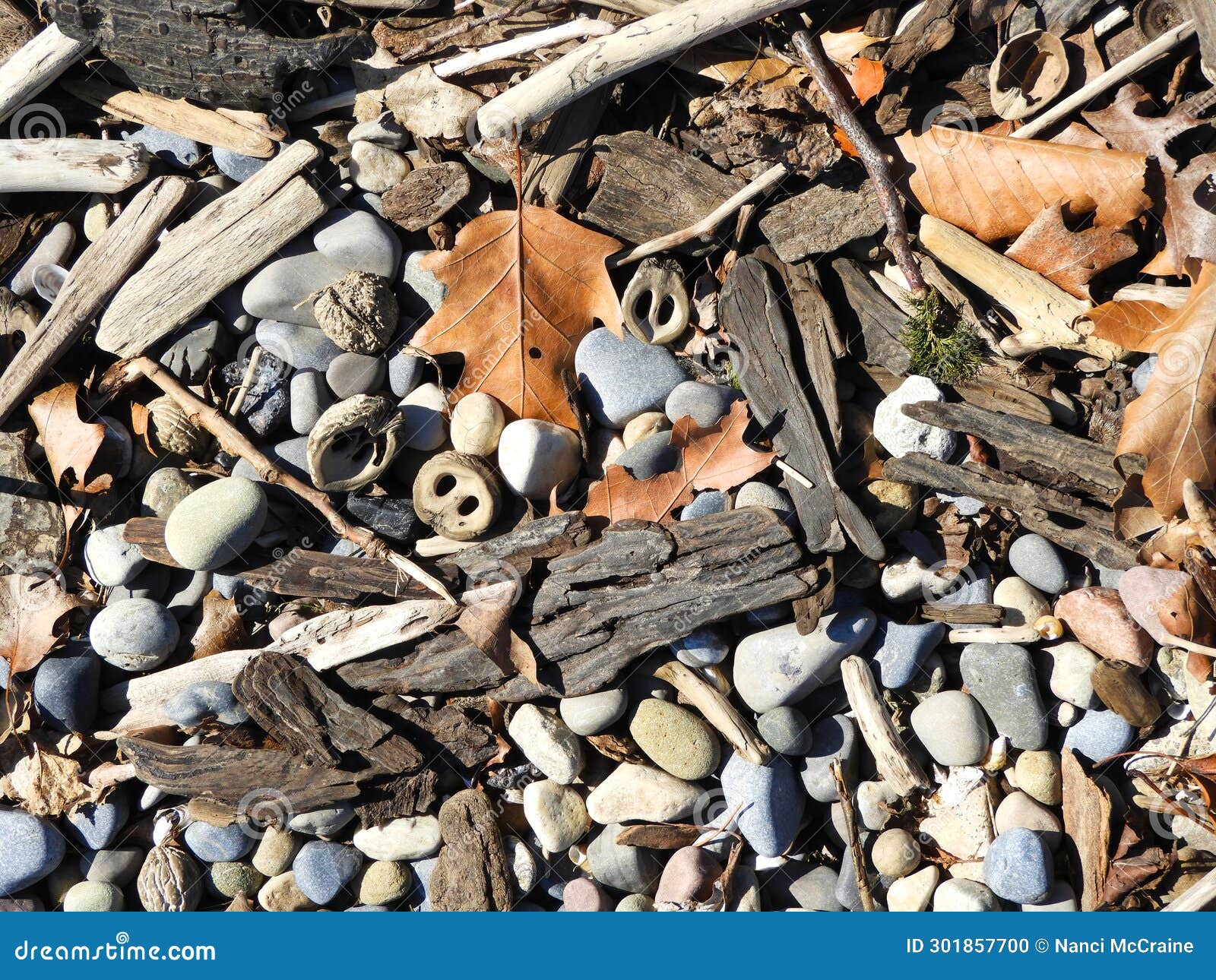 Lakeshore Pebble & Shell Treasures on the Beach Stock Photo - Image of ...