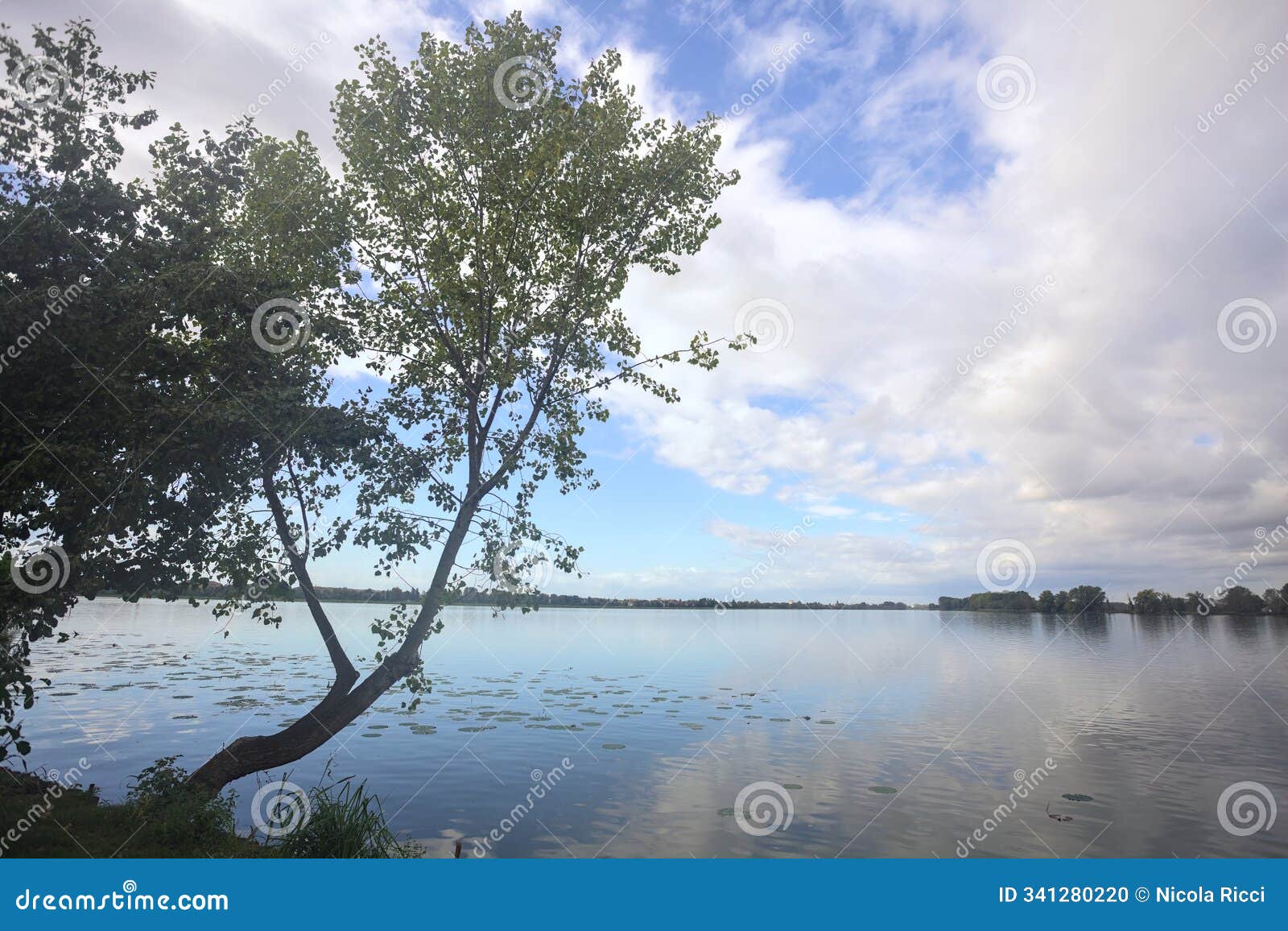 Lakeshore with a tree stock photo. Image of colorful - 341280220