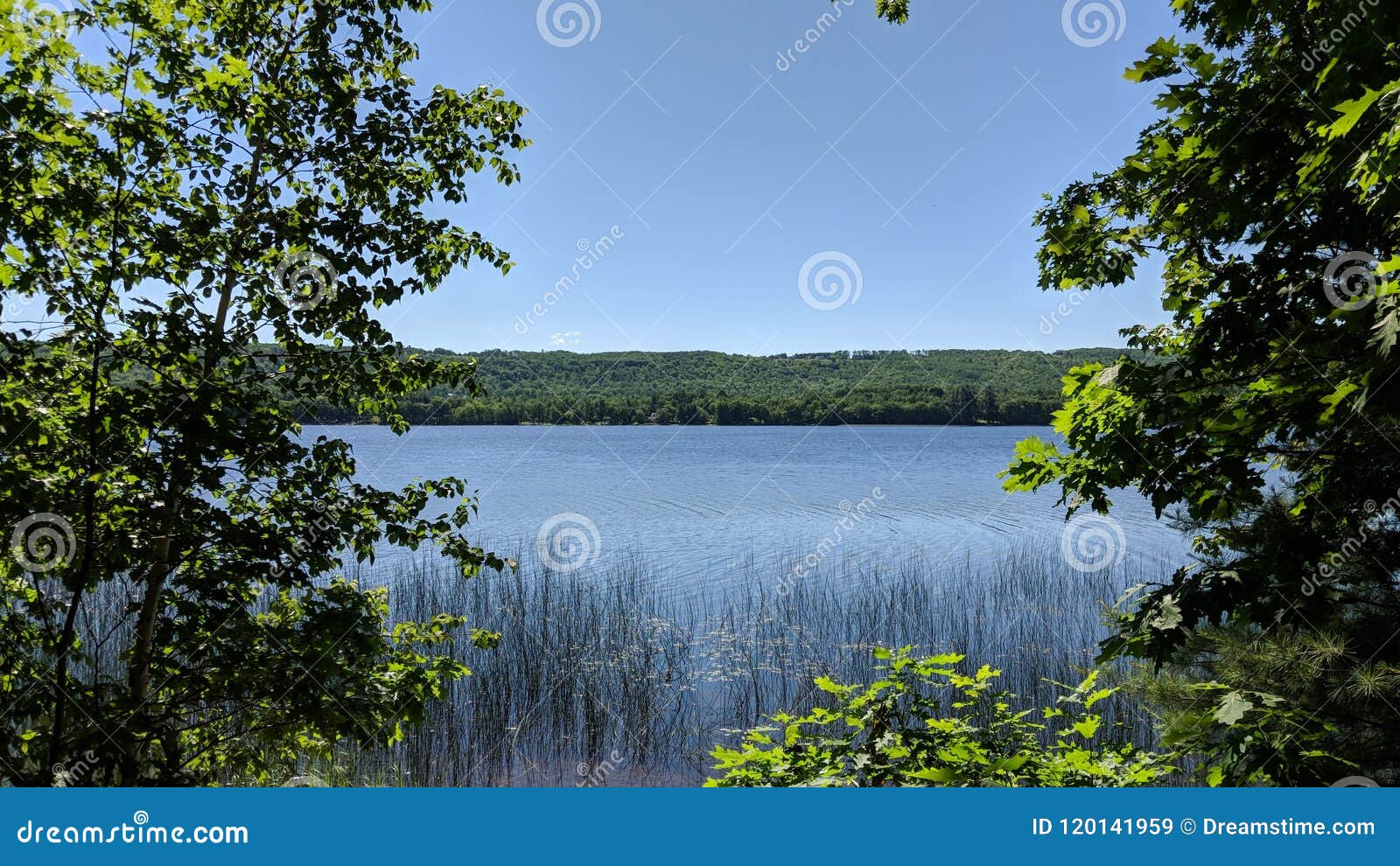 Trees by lakeside stock image. Image of view, trees - 120141959